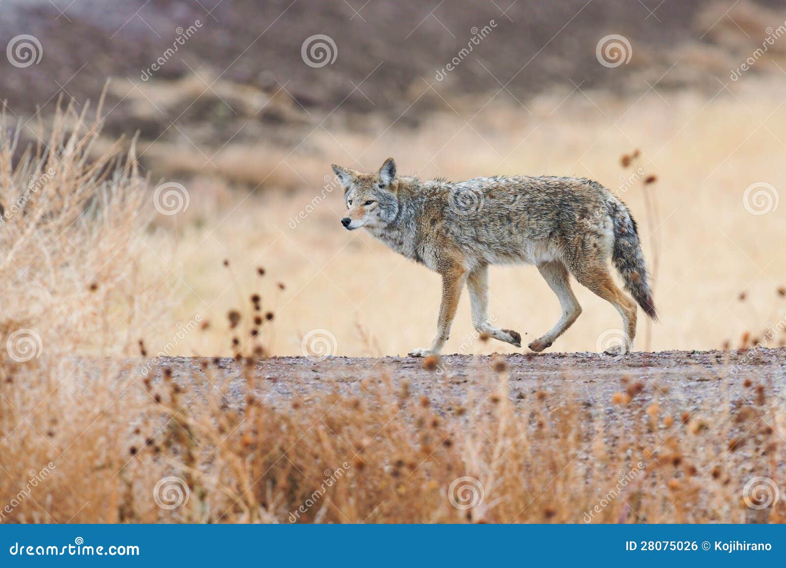 Kojot zdjęcie stock. Obraz złożonej z futerko, droga - 28075026