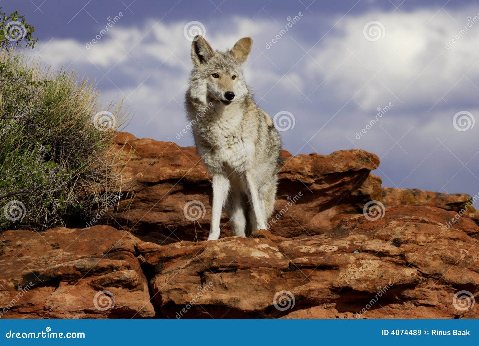 Kojot obraz stock. Obraz złożonej z skała, kojot, piaskowiec - 4074489