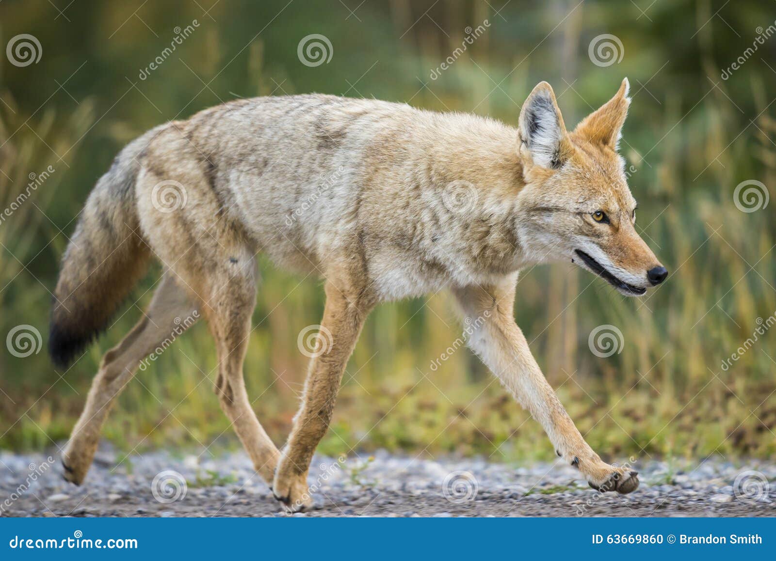 Kojot (Canis latrans) zdjęcie stock. Obraz złożonej z lato - 63669860