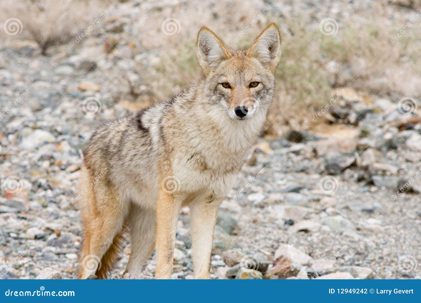 Kojot pustynia zdjęcie stock. Obraz złożonej z kojot - 12949242
