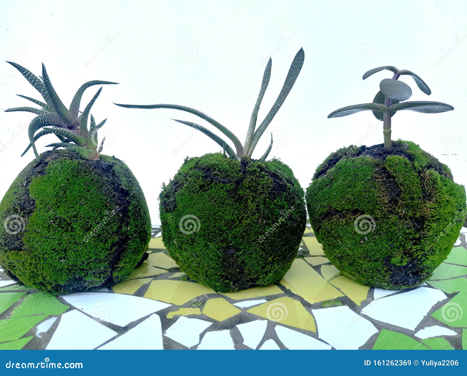 Kokedama Flower in a Living Pot of Moss Stock Image - Image of grass ...
