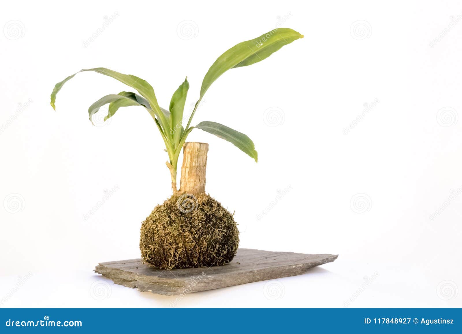 Kokedama Called Ball of Soil Stock Image - Image of information, leaves ...