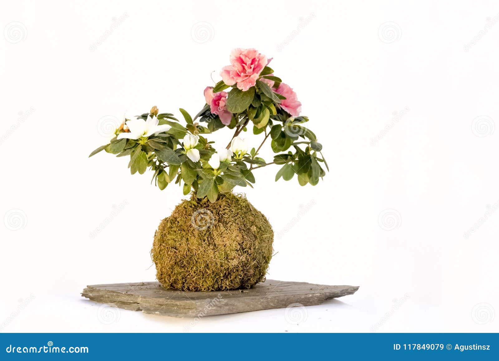 Kokedama Called Ball of Soil Stock Image - Image of soil, ball: 117849079