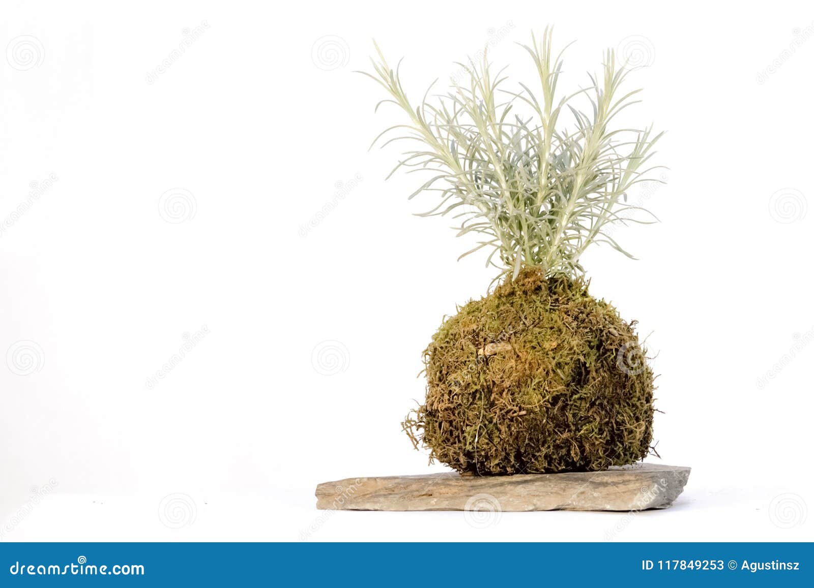 Kokedama Called Ball of Soil Stock Image - Image of ball, places: 117849253