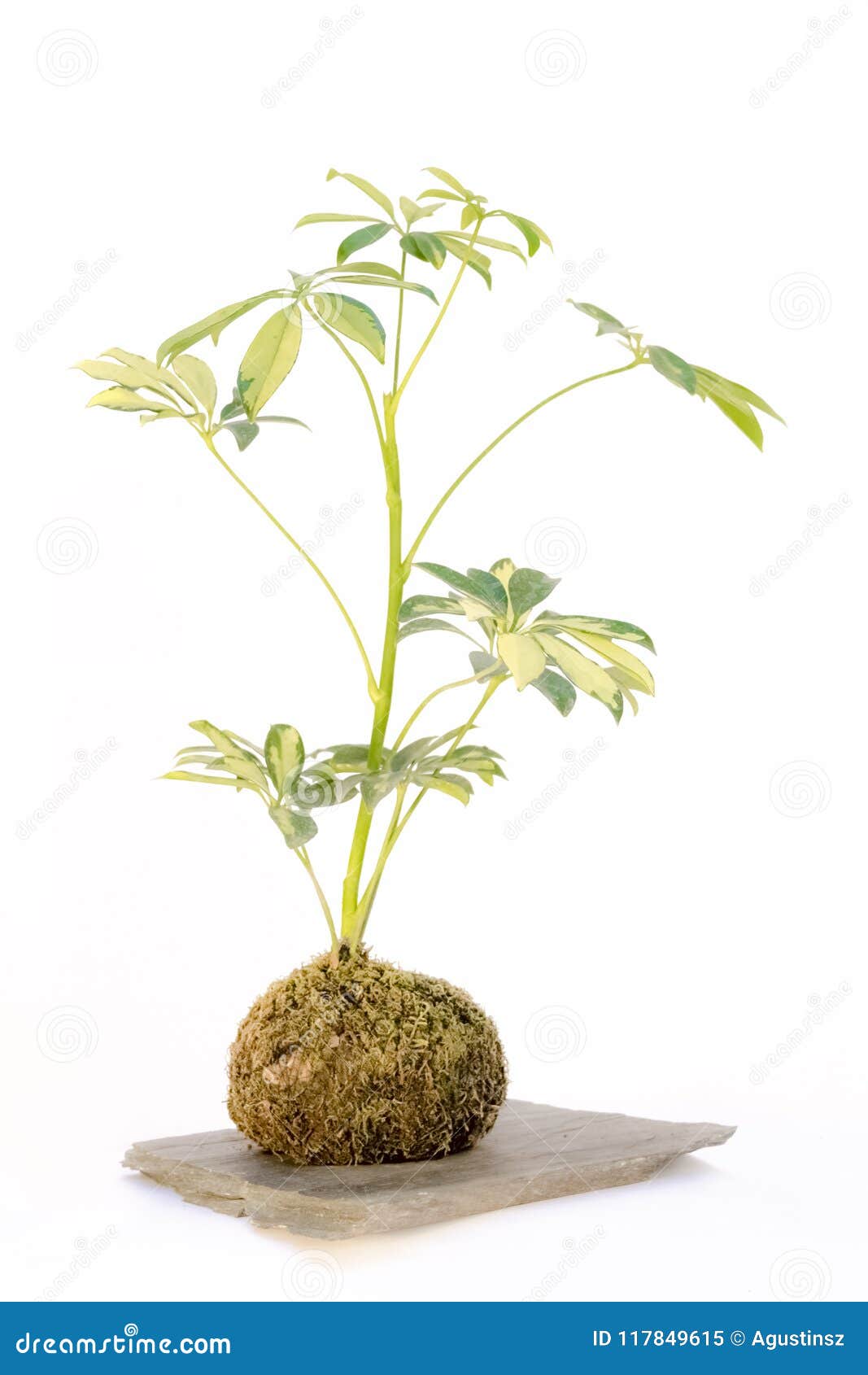 Kokedama Called Ball of Soil Stock Image - Image of excellent, kokedams ...
