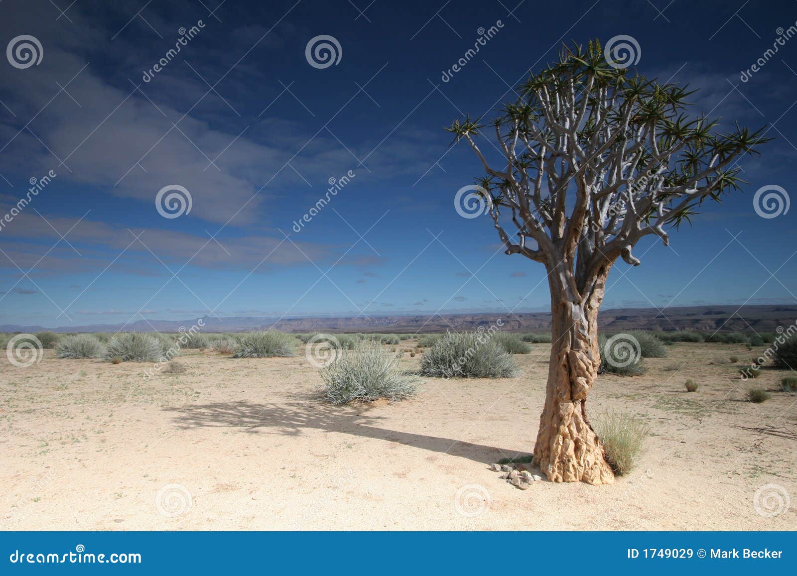 Kokerboom Tree stock image. Image of africa, namibia, aloe - 1749029