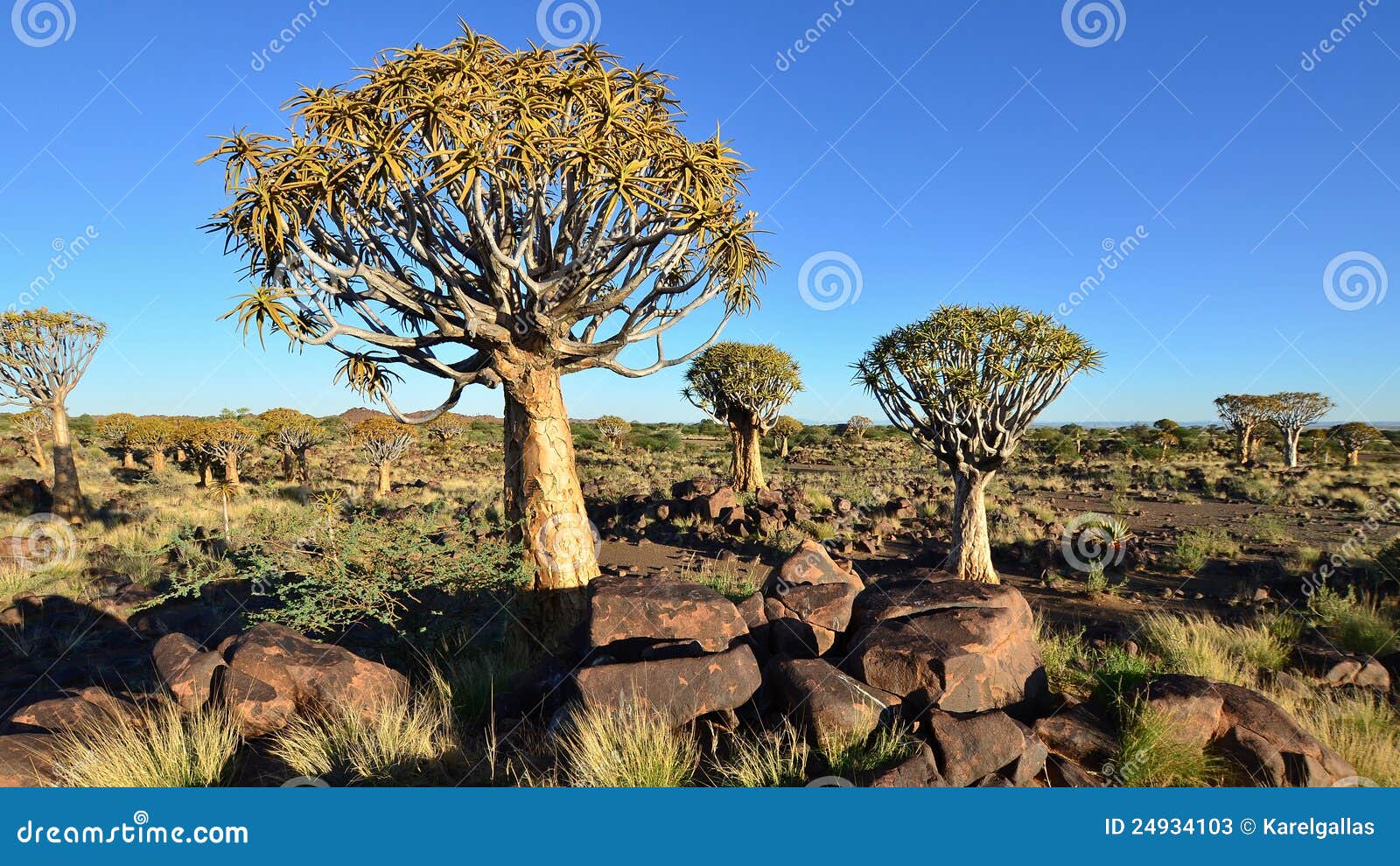 Kokerboom tree stock image. Image of tree, africa, nature - 24934103