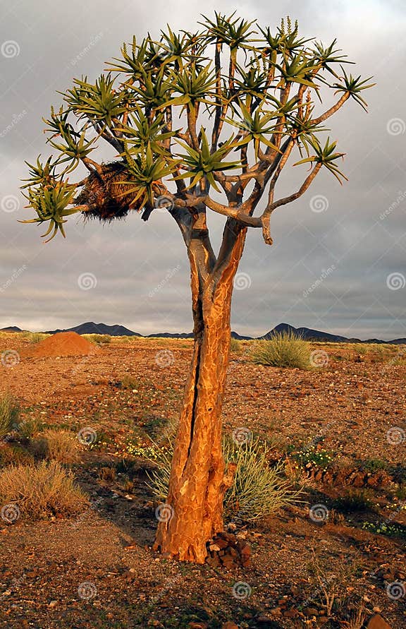 Kokerboom Tree stock image. Image of succulents, dichotoma - 874303