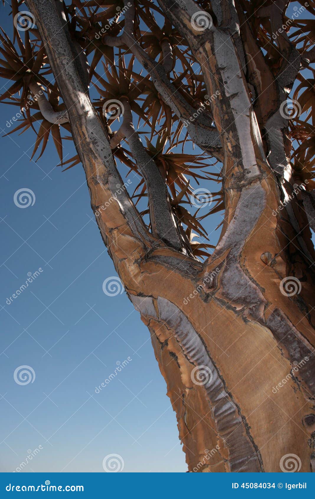 Kokerboom tree in Namibia stock photo. Image of kokerboom - 45084034