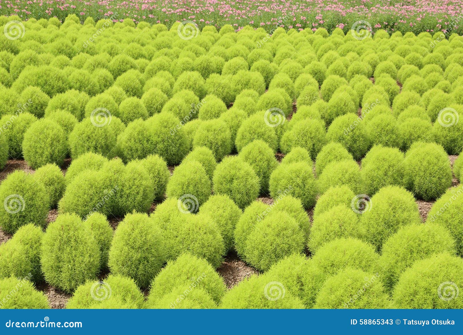 Kokia stock image. Image of flower, full, park, kokia - 58865343