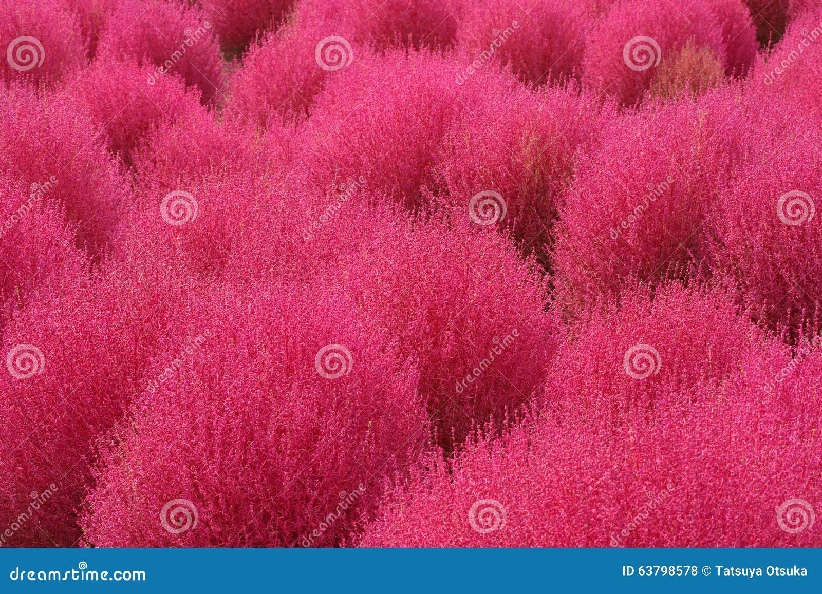 Kokia stock photo. Image of scenery, plants, nature, gardening - 63798578