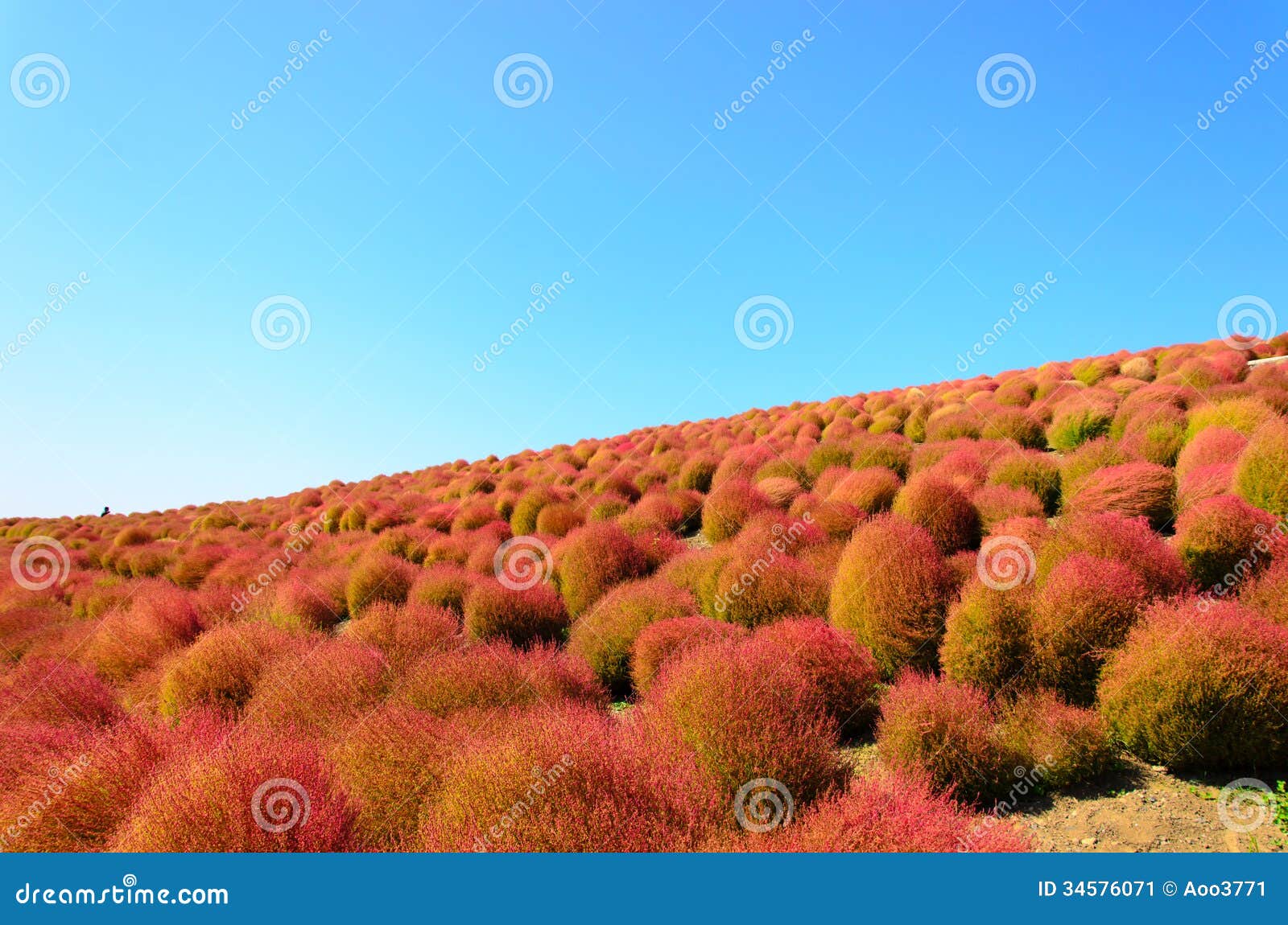 KOKIA stock image. Image of outdoor, herb, kochia, nutural - 34576071