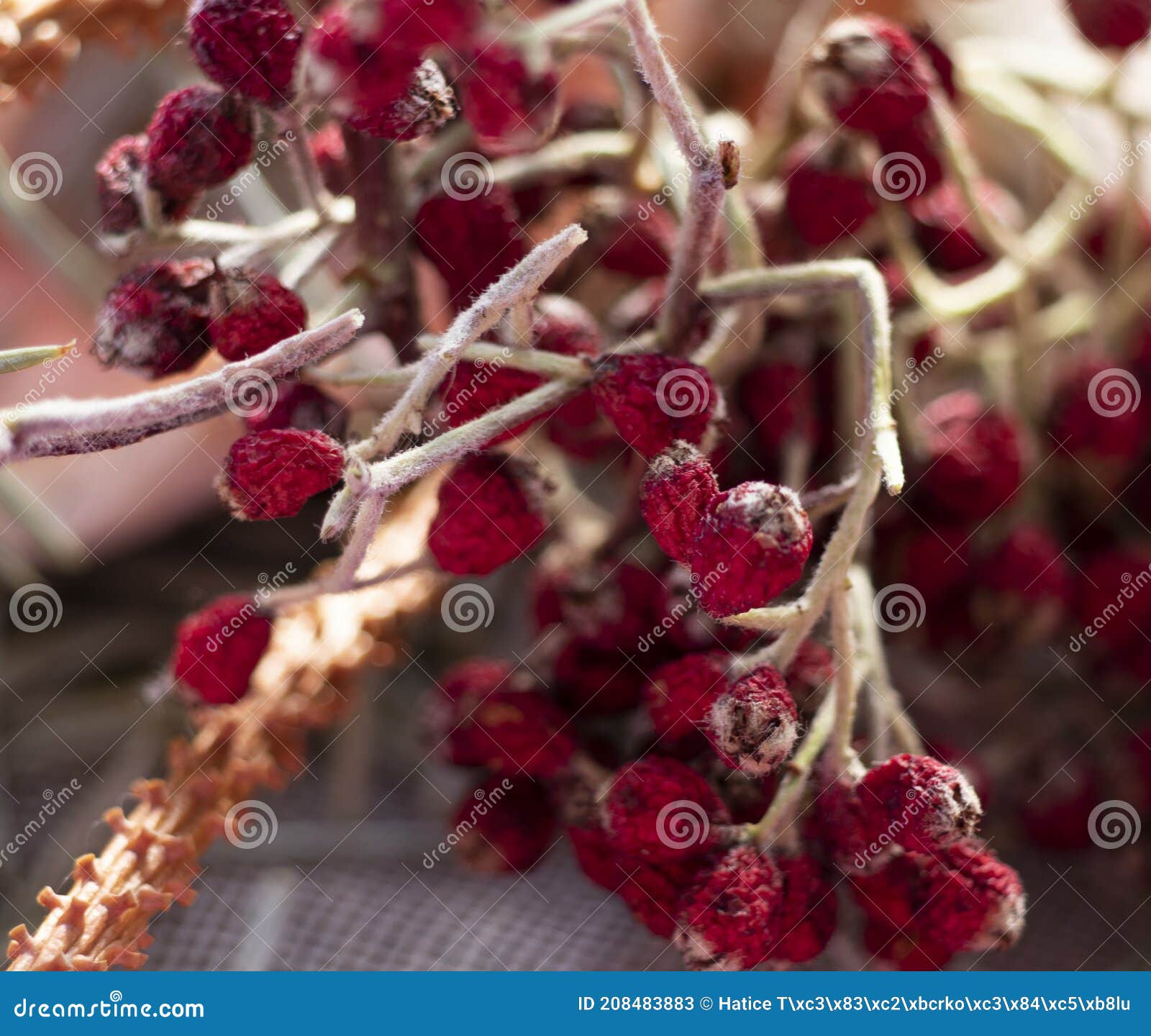 Kokina Flower Plant, Macro Photo. Stock Image - Image of together ...
