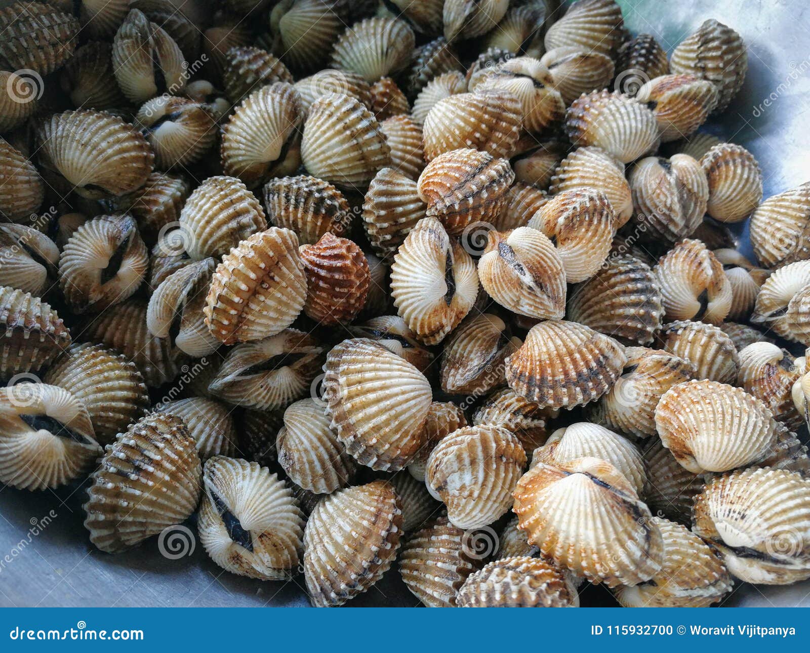 Kokkels stock foto. Image of dineren, delicatesse, voor - 115932700