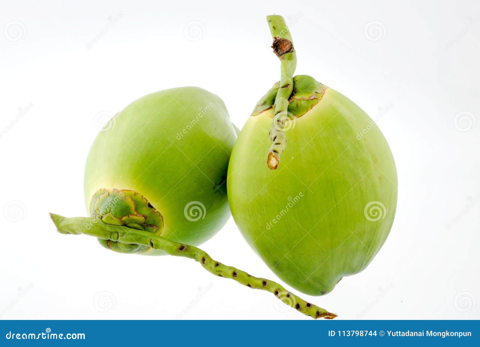 Kokosnoot stock foto. Image of verfrissing, water, versheid - 113798744