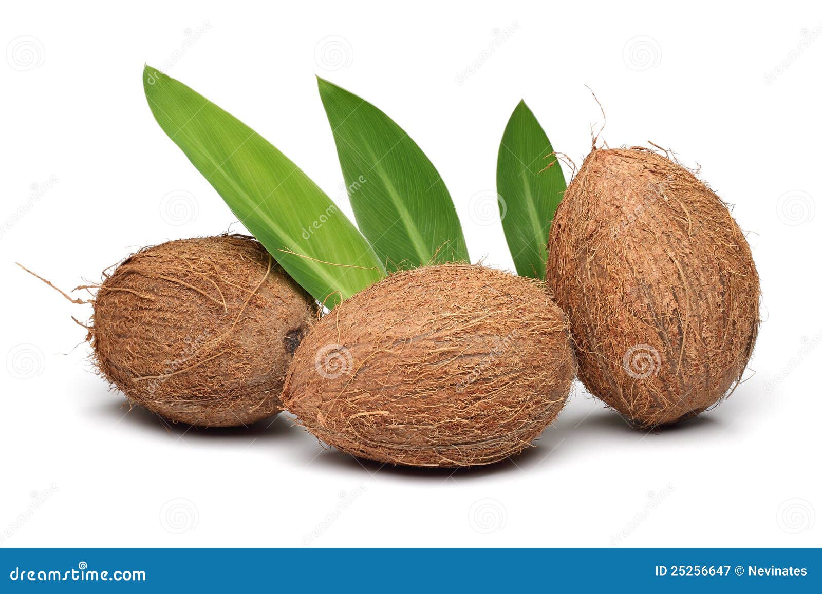 Kokosnoot drie stock afbeelding. Image of beeld, gezond - 25256647