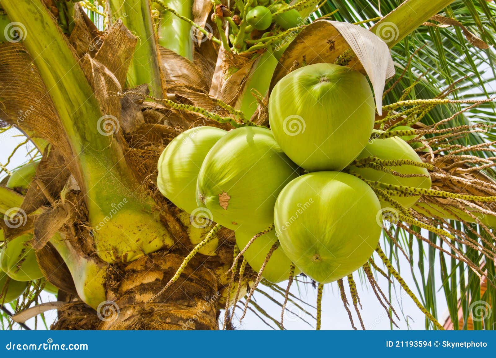 Kokosnoot op boom stock foto. Image of vrucht, groep - 21193594