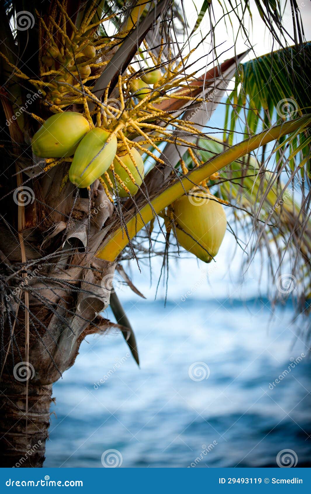 Kokosnoten stock afbeelding. Image of kokosnoten, strand - 29493119