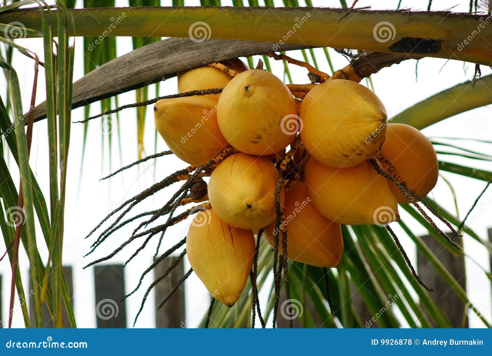 Kokosnoten stock foto. Image of paradijs, groen, dieet - 9926878