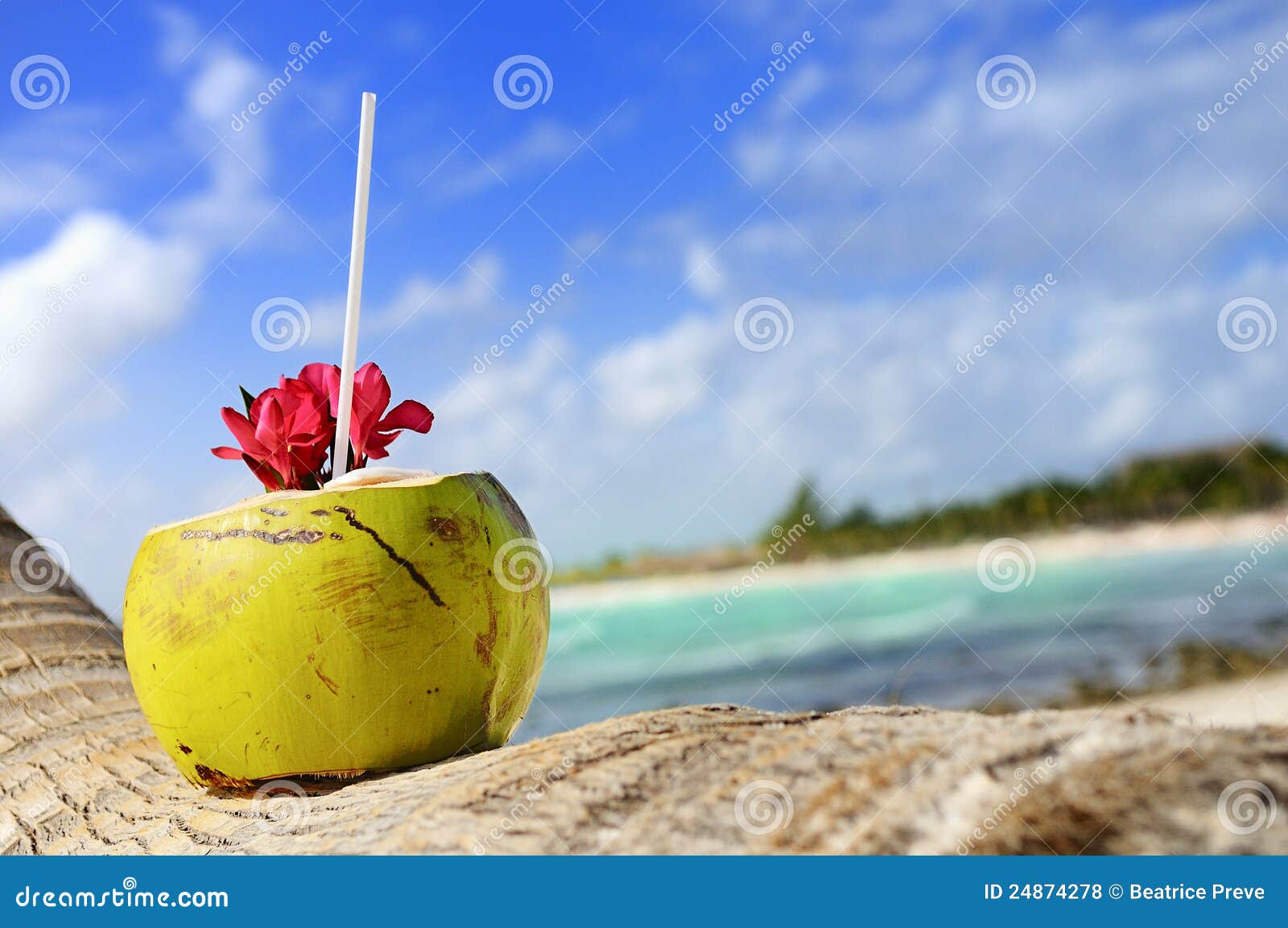 Kokosnoten op het strand stock foto. Image of zeegezicht - 24874278