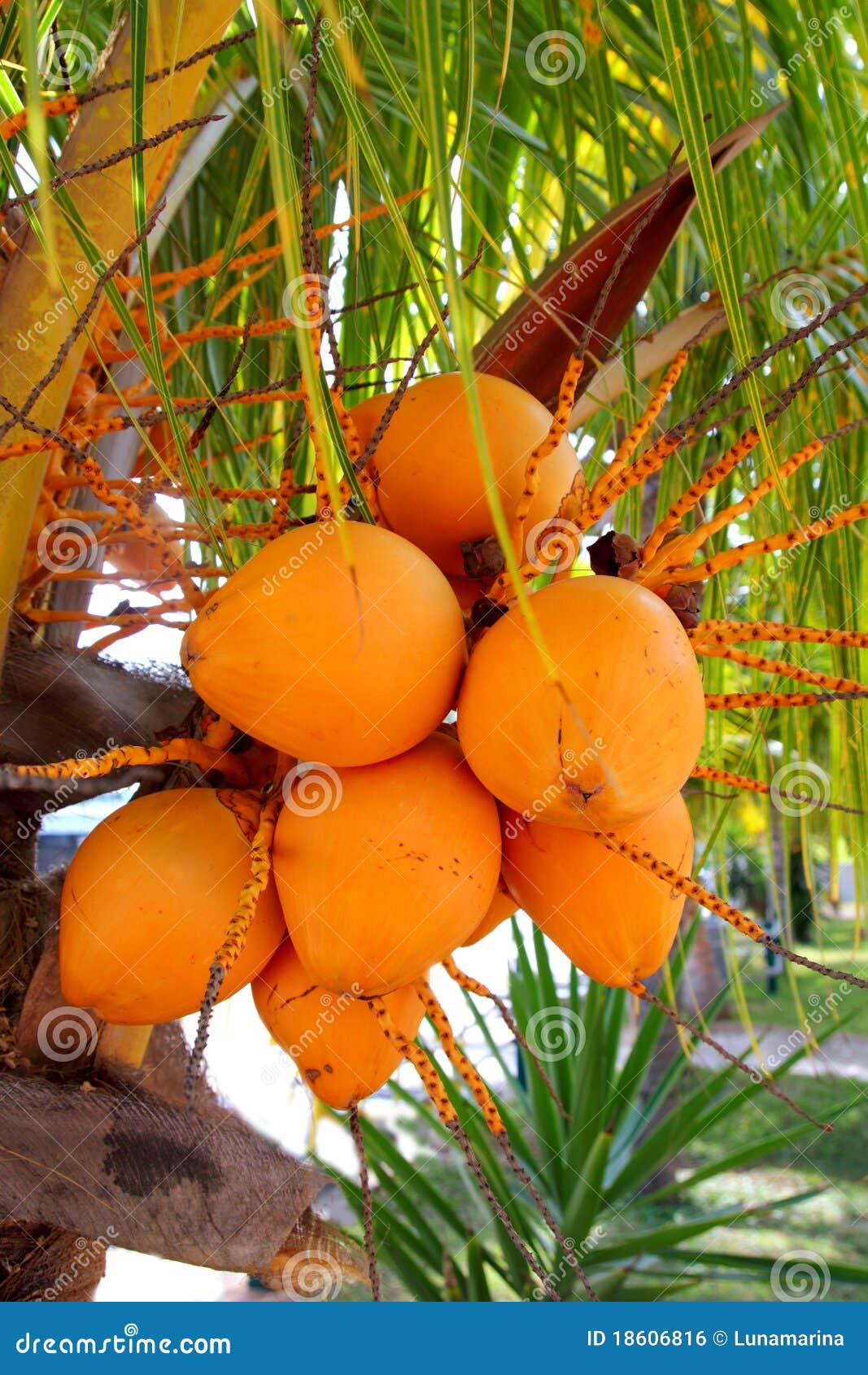 Kokosnoten in Palm Rijp Geel Fruit Stock Foto - Image of hangen, voer ...