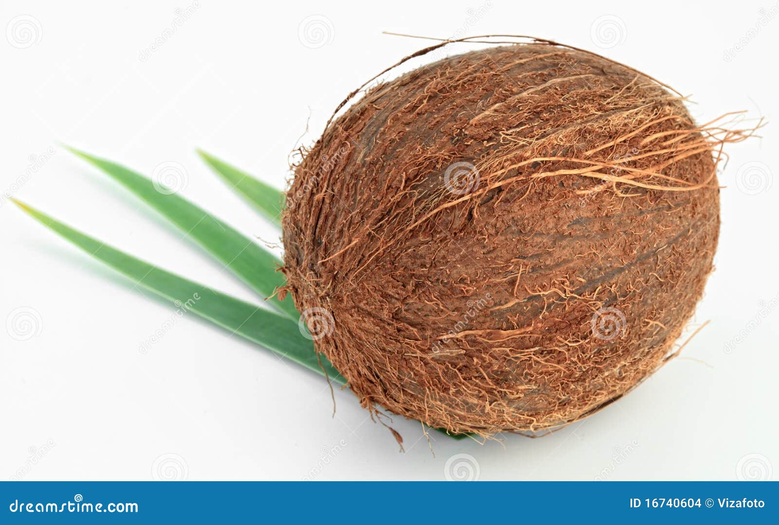 Kokosnuss stockfoto. Bild von nahrung, exotisch, rund - 16740604