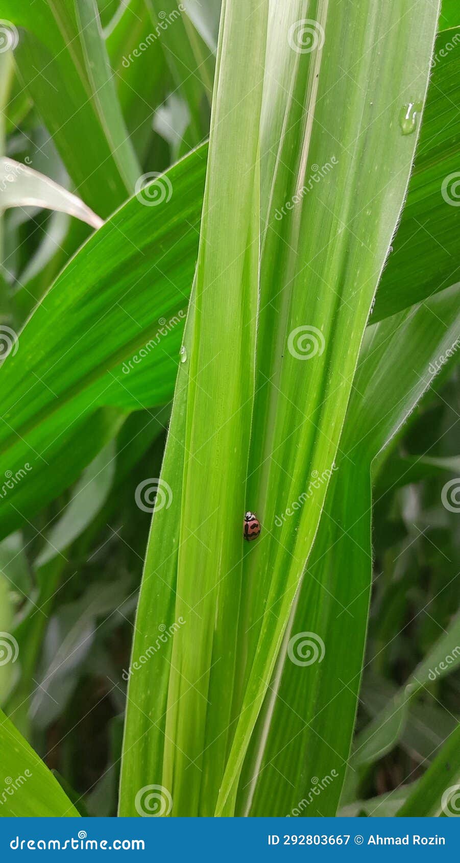 The Koksi Beetle & X28;Epilachna Admirabilis& X29; is an Insect from ...