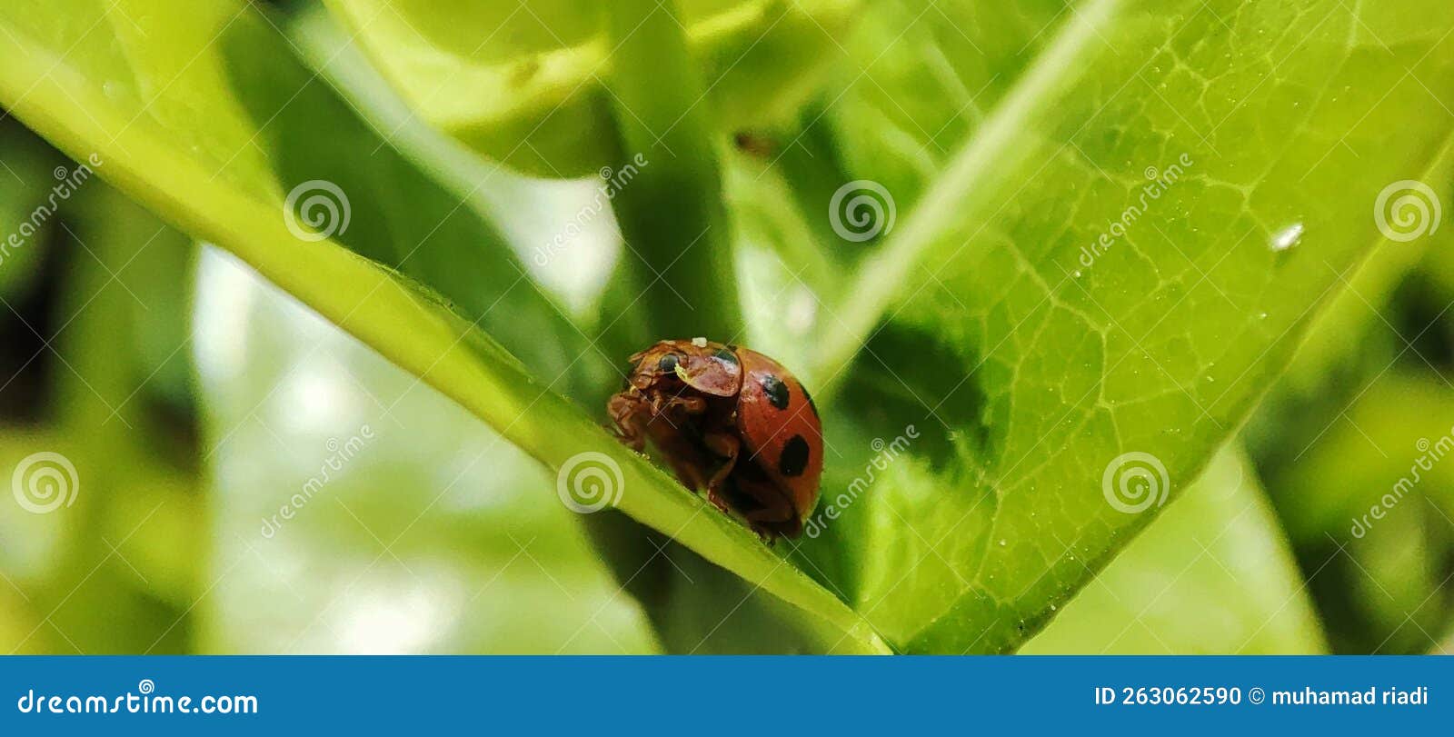 The Koksi Beetle is Guarding Its Young Under a Leaf Stock Photo - Image ...