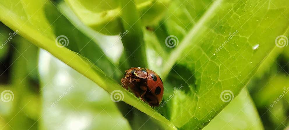The Koksi Beetle is Guarding Its Young Under a Leaf Stock Photo - Image ...