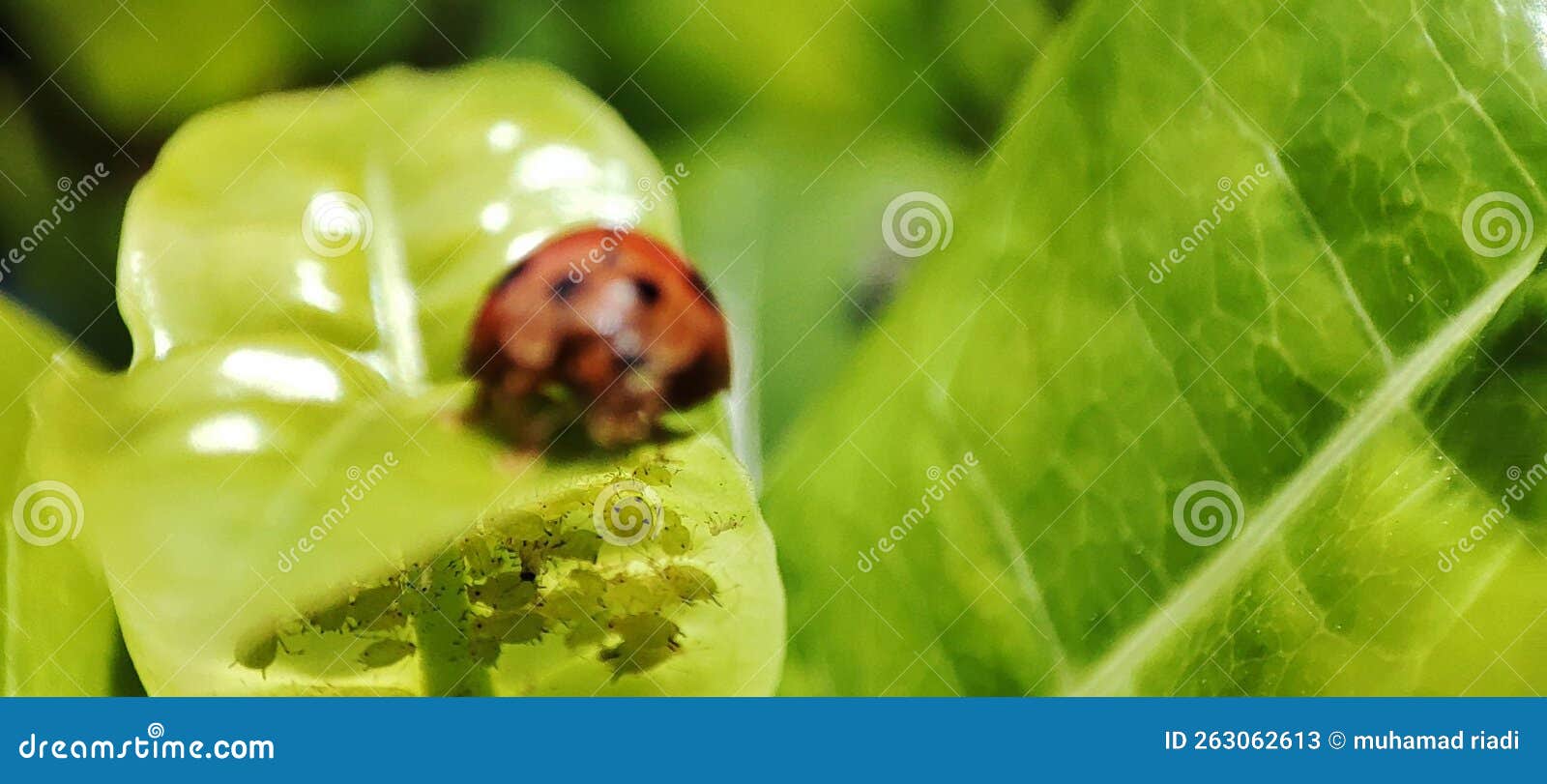 The Koksi Beetle is Guarding Its Young Under a Leaf Stock Image - Image ...