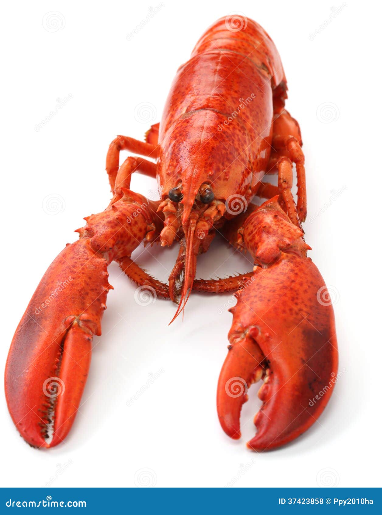 Kokt hummer arkivfoto. Bild av matlagning, pincetter - 37423858