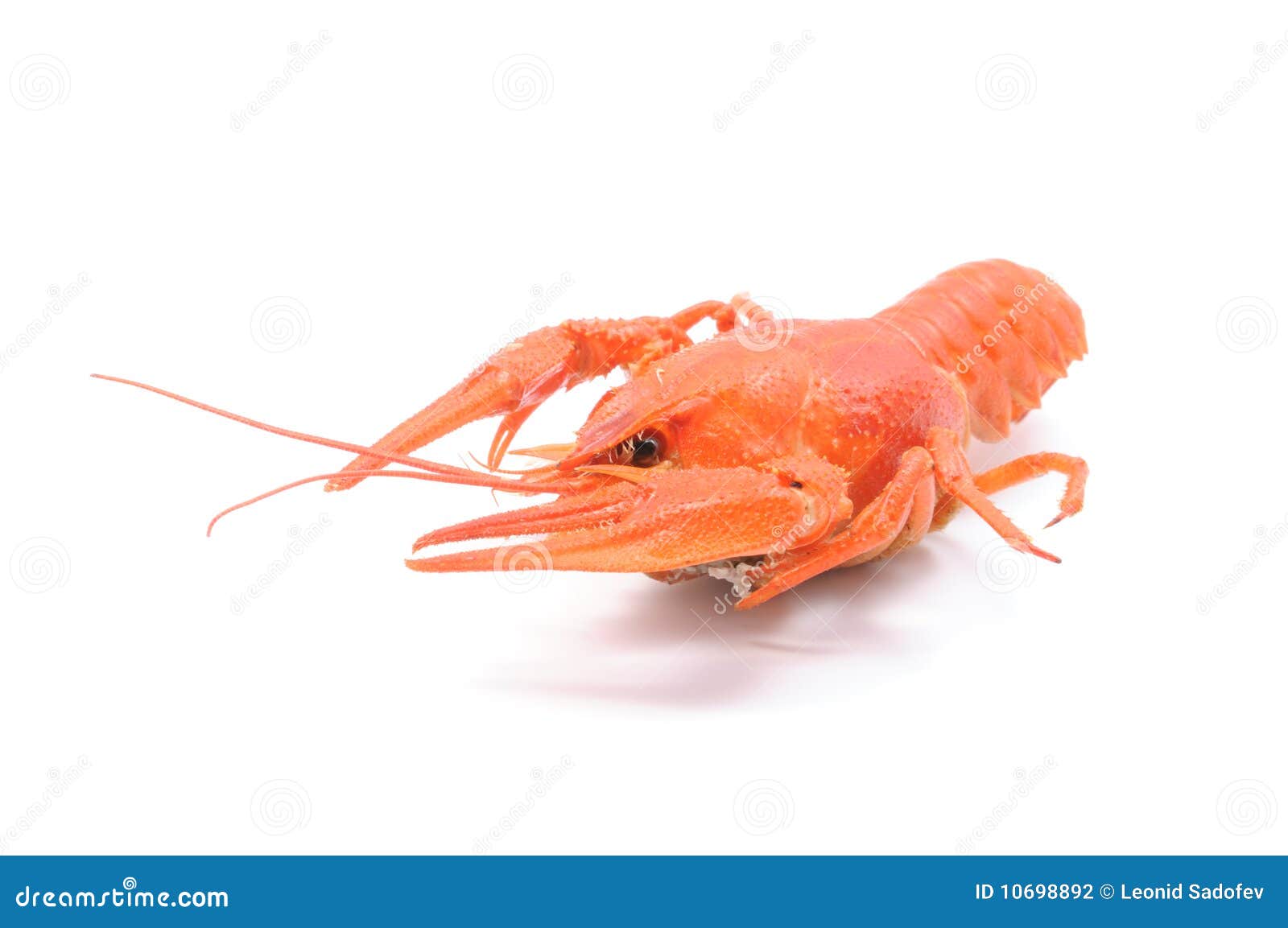 Kokt kräfta arkivfoto. Bild av hummer, matställe, gourmet - 10698892