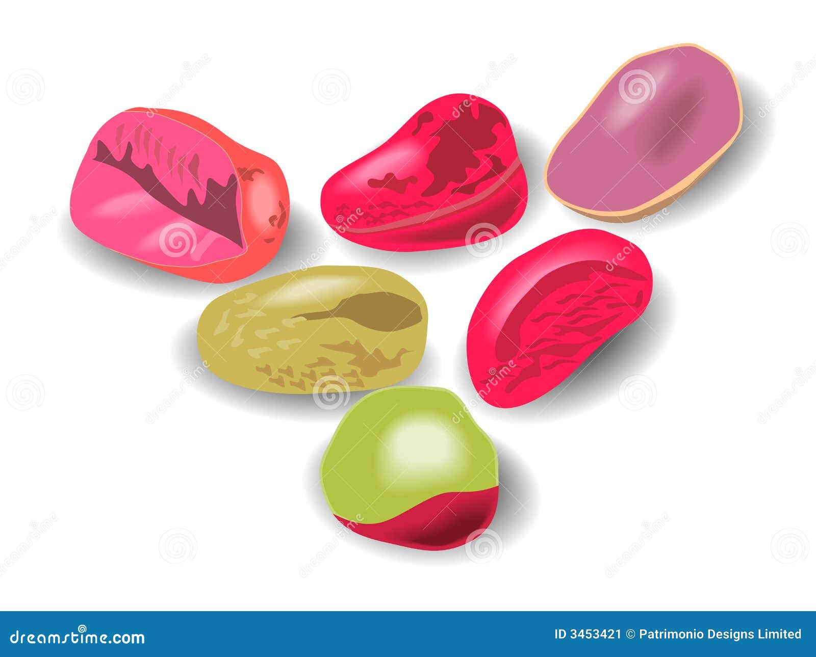 Kola beans stock illustration. Illustration of white, kola - 3453421