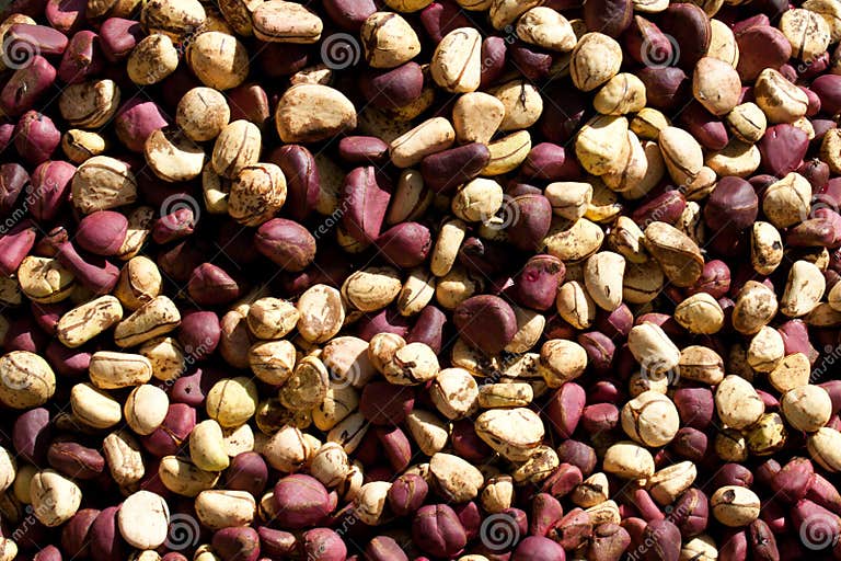 Kola Nut (Cola). stock image. Image of west, natural - 21232463