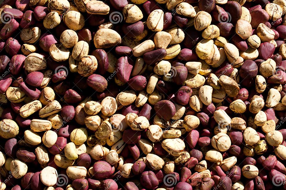 Kola Nut (Cola). stock image. Image of west, natural - 21232463