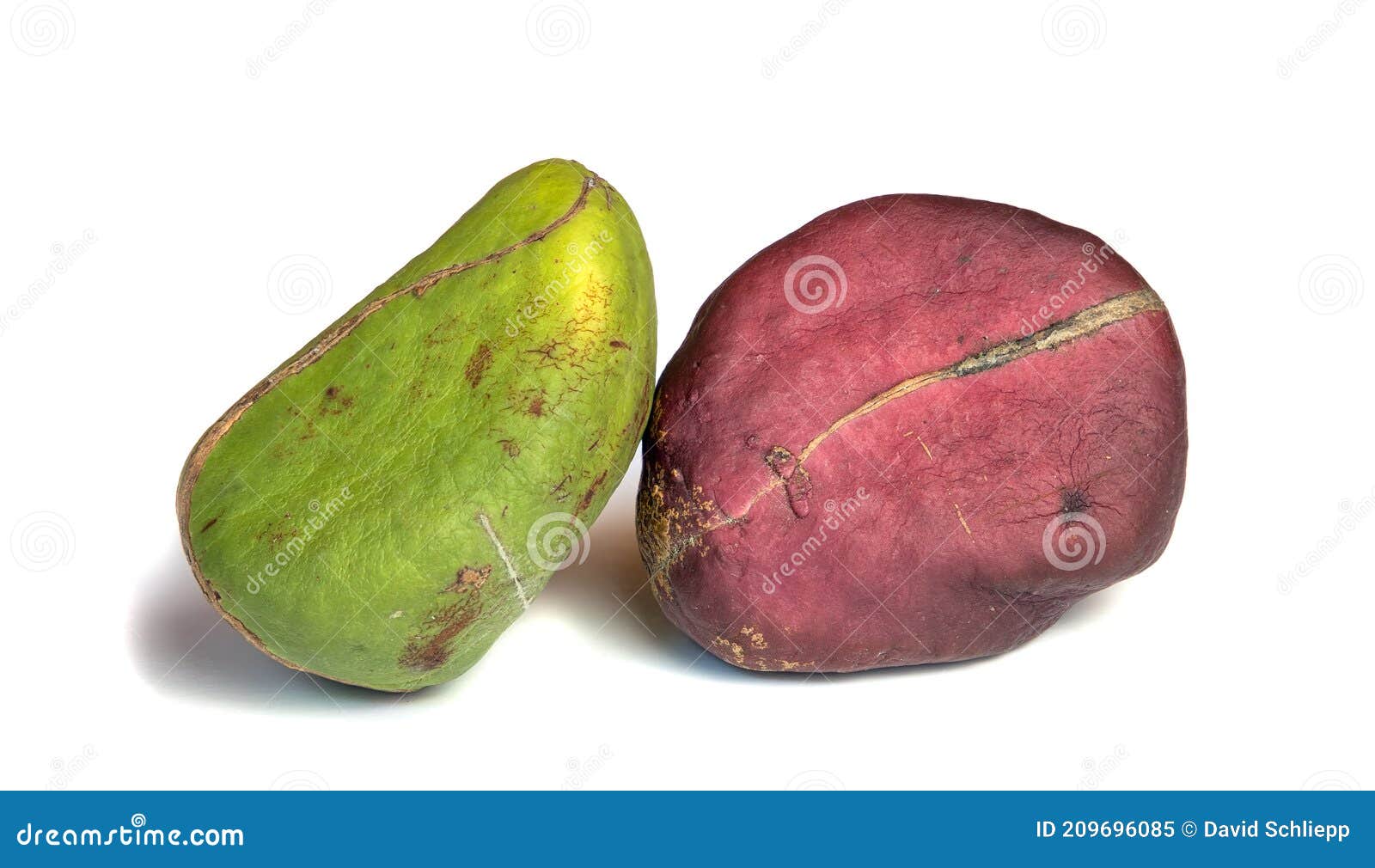 Kola Nuts isolated stock image. Image of seed, cola - 209696085