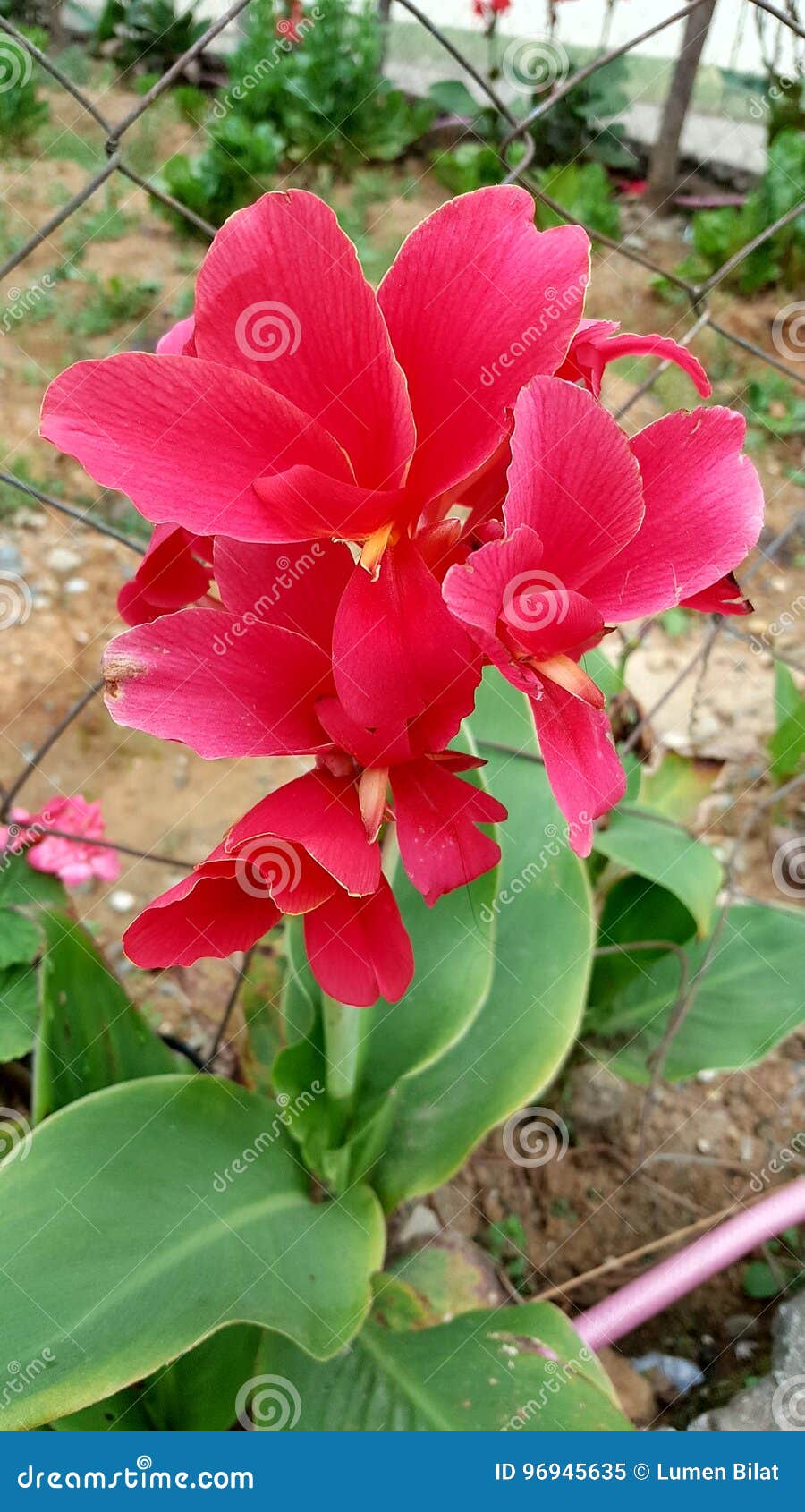 Pink Kolaboti flower stock image. Image of blossom, budding - 96945635