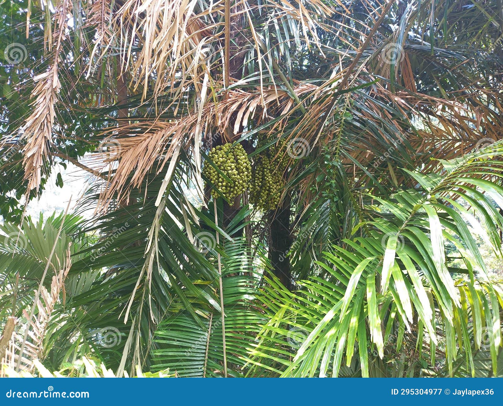 This is the Kolang Kaling Fruit that Grows in the Intermediate Forests ...