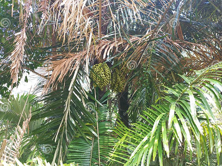 This is the Kolang Kaling Fruit that Grows in the Intermediate Forests ...