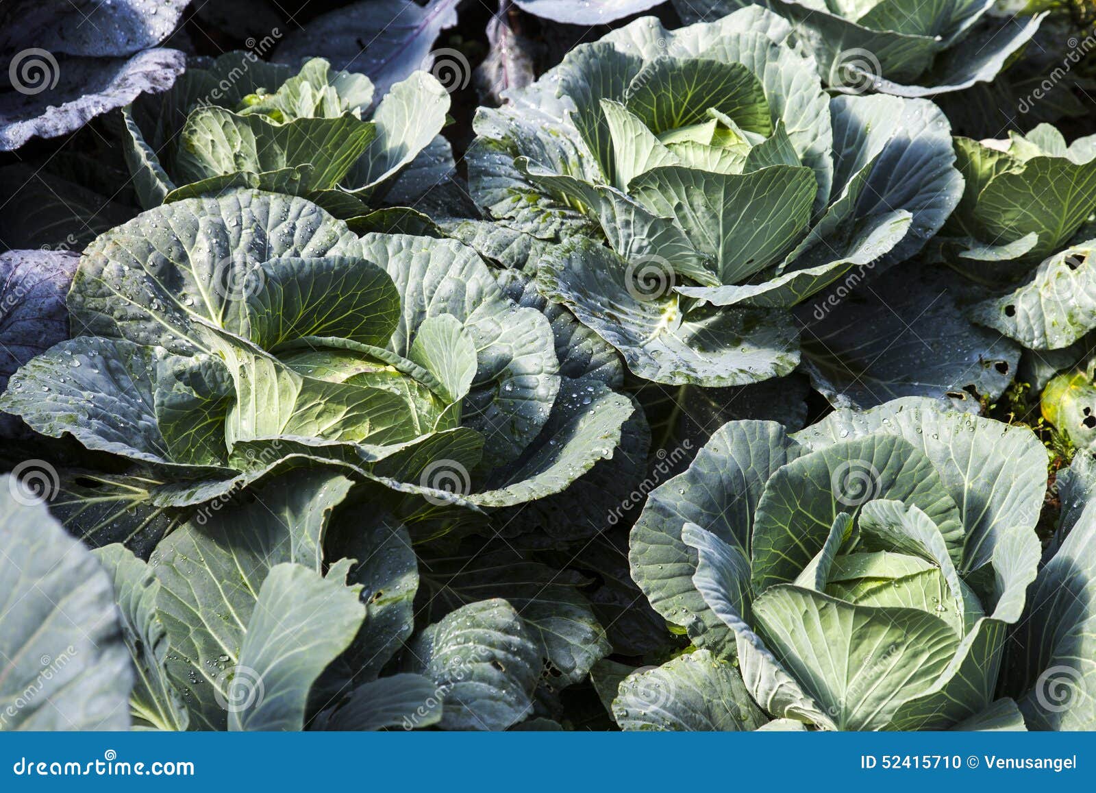 Kolen stock foto. Image of gezondheid, hoofd, kader, landbouw - 52415710