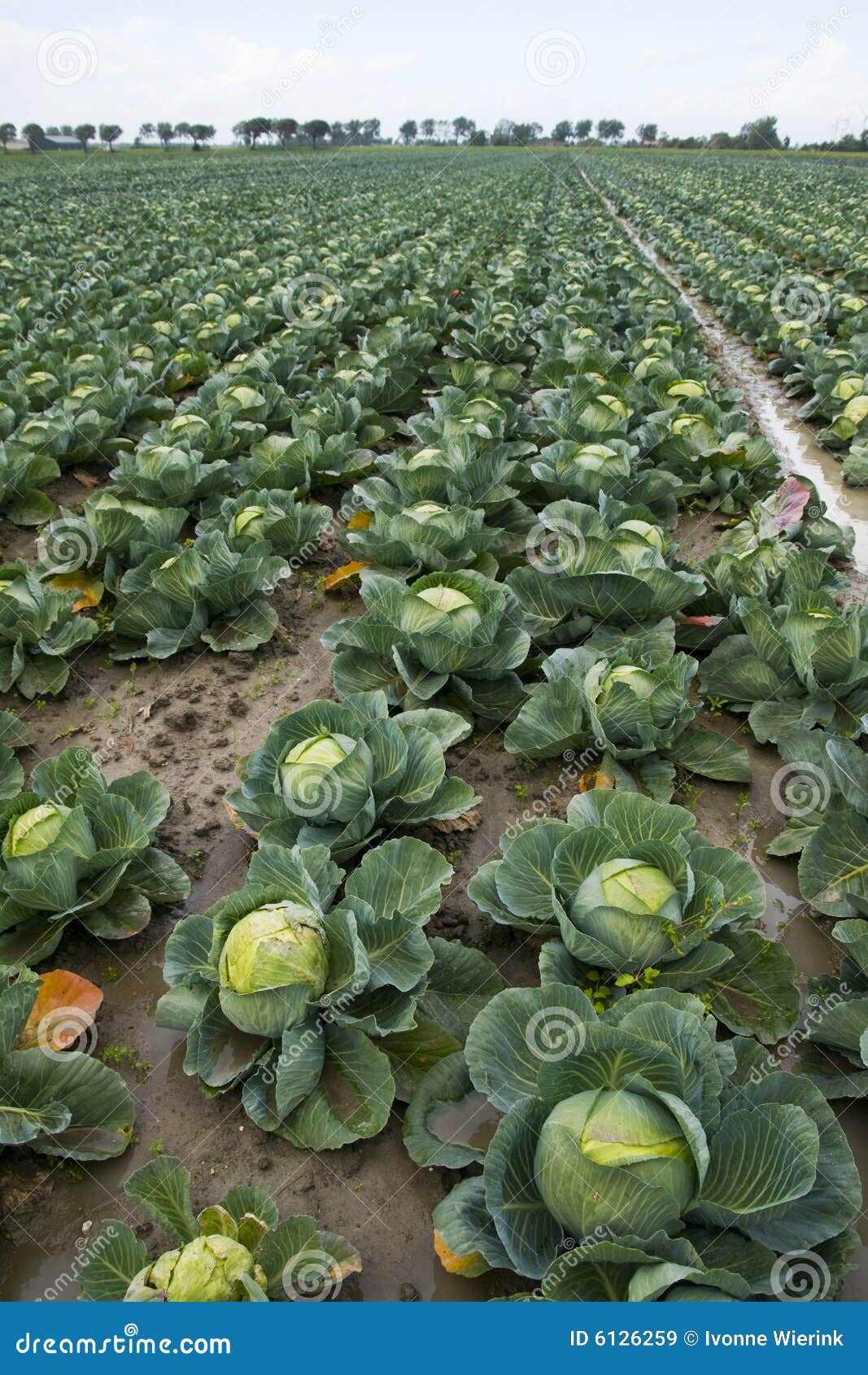 Kolen stock afbeelding. Image of groei, industrie, kolen - 6126259