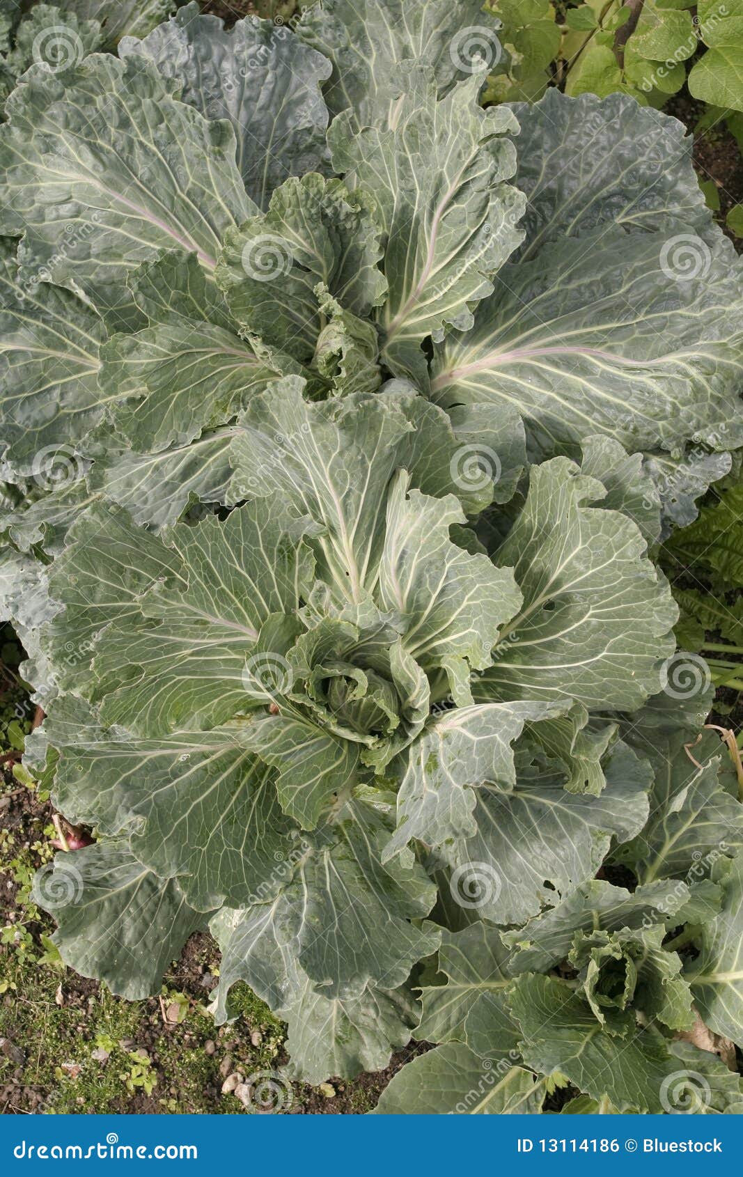Kolen die in tuin groeien stock foto. Image of kool, gezond - 13114186