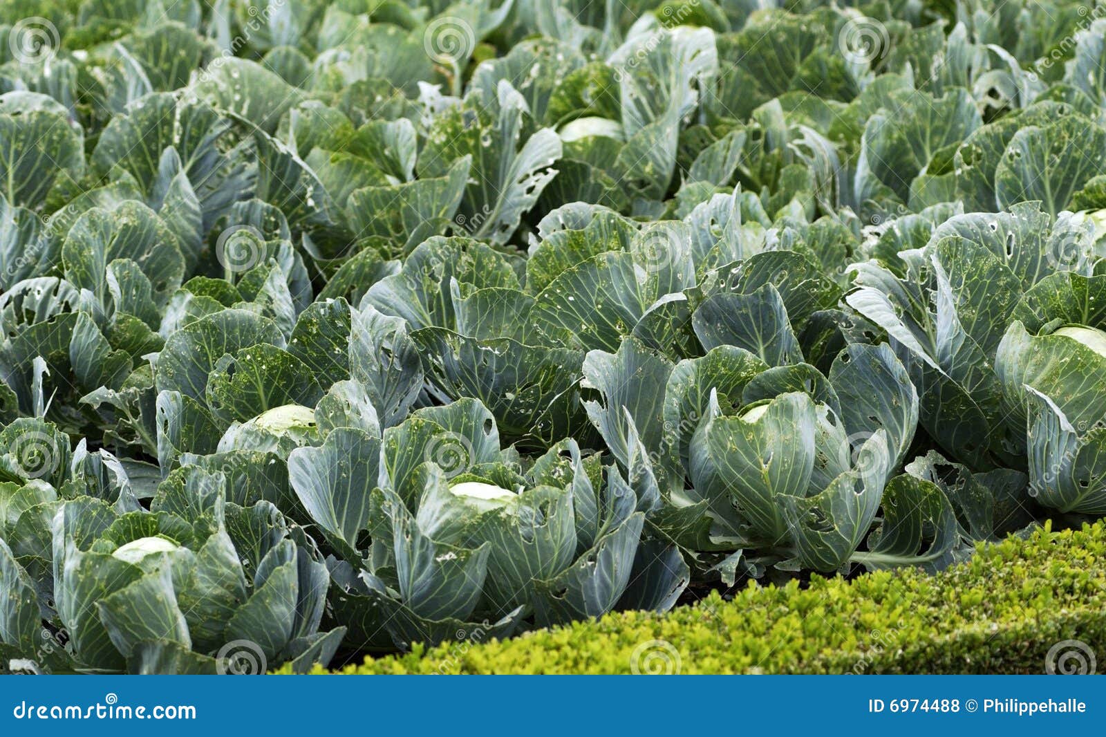 Kolen in een tuin stock foto. Image of groentehandelaar - 6974488