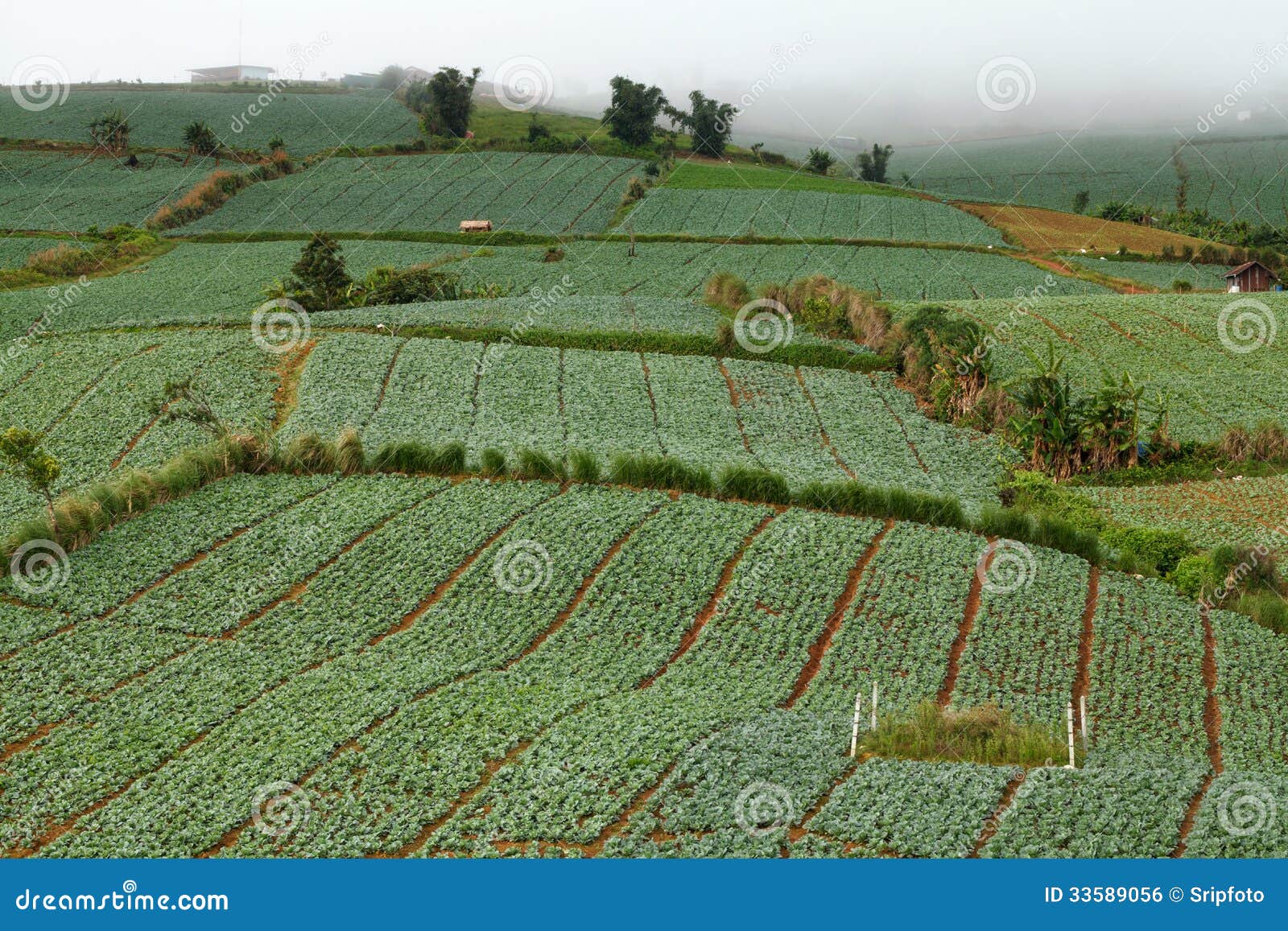 Kolen Op De Landbouwgebieden Stock Foto - Image of vers, kool: 33589056