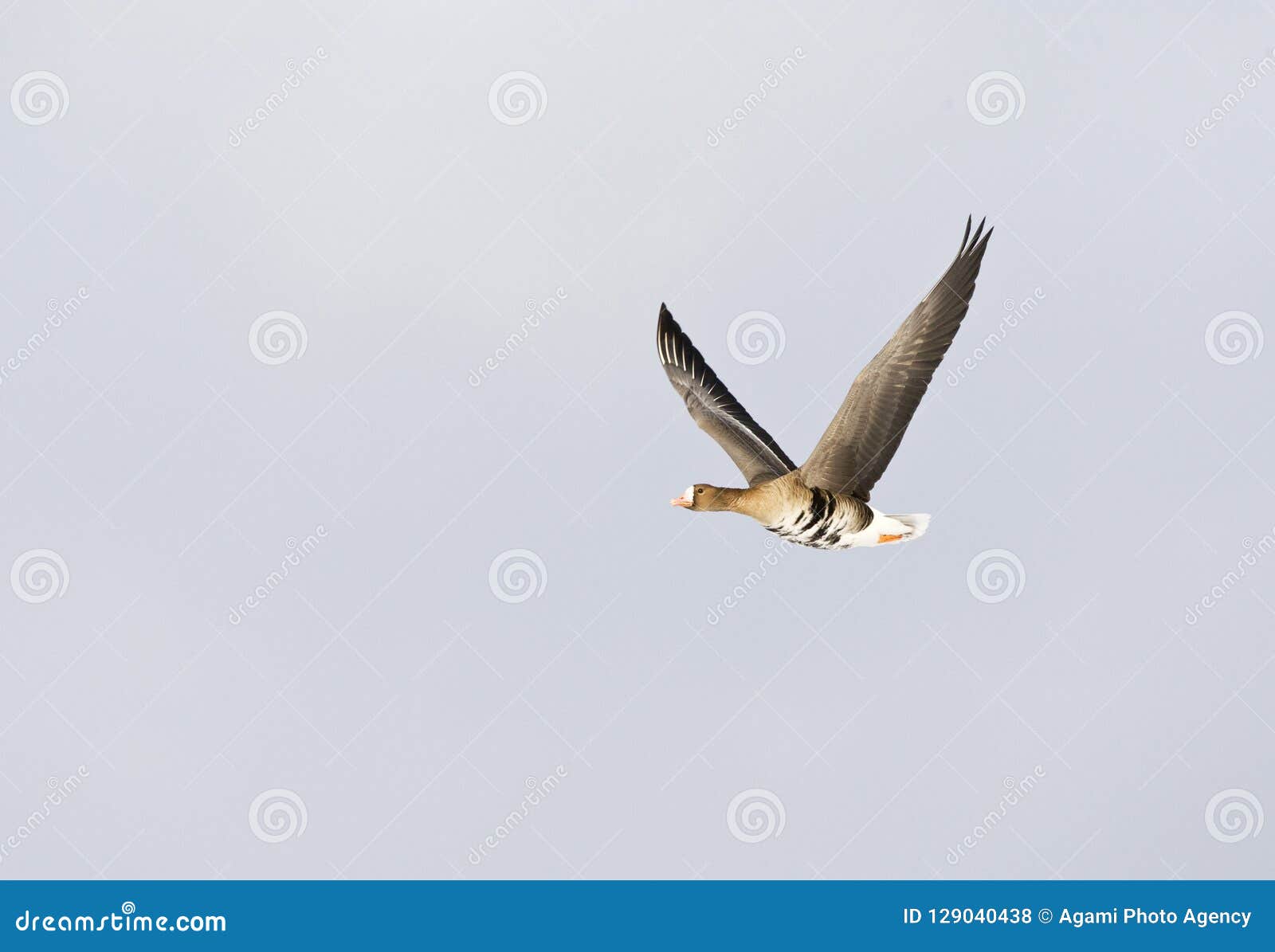 Kolgans, Greater White-fronted Goose, Anser Albifrons Stock Photo ...