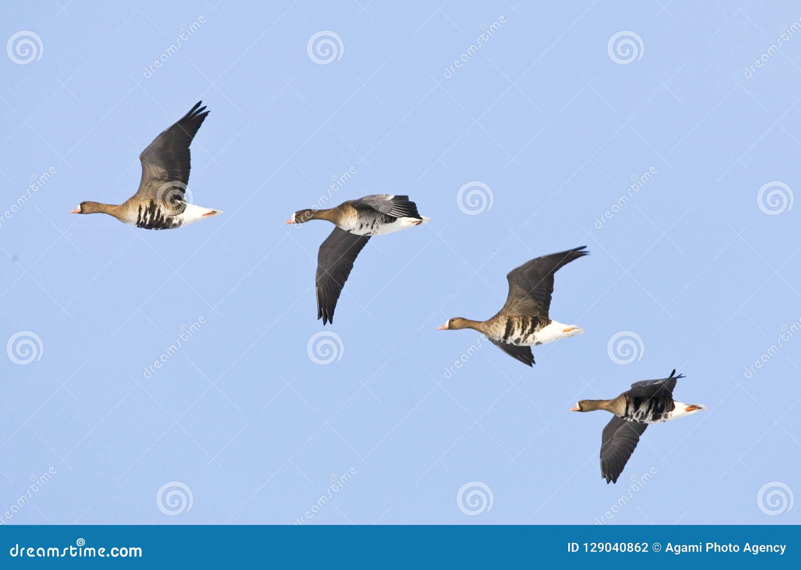 Kolgans, Greater White-fronted Goose, Anser Albifrons Stock Photo ...