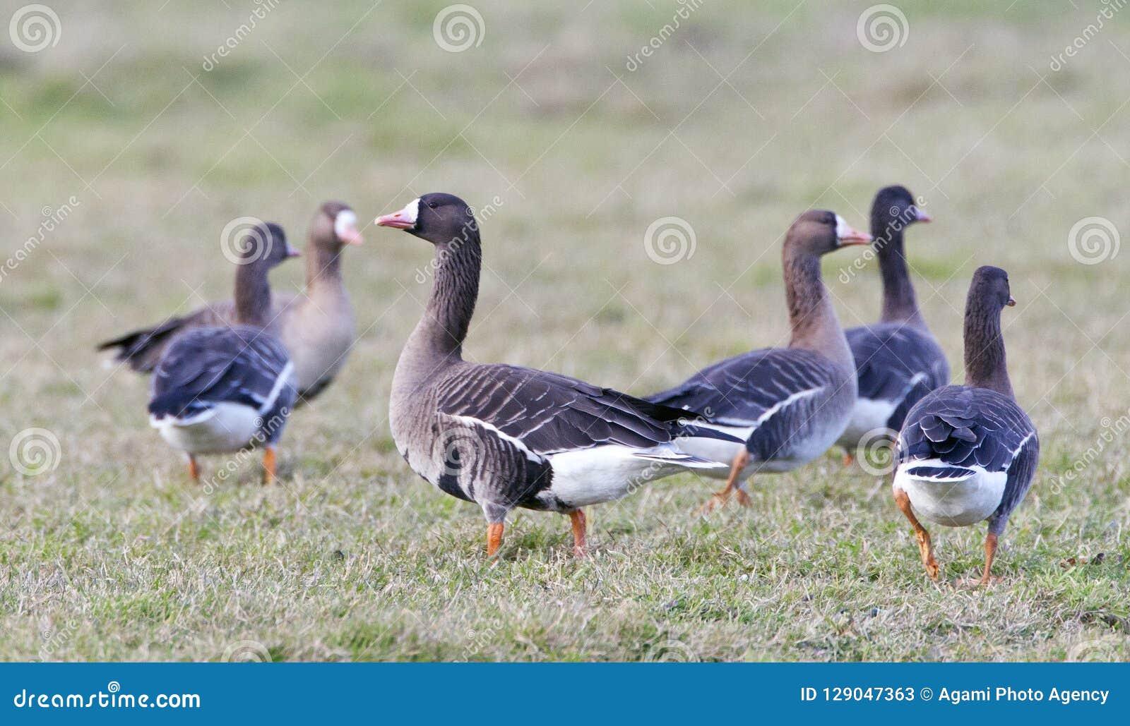 Kolgans, White-fronted Goose, Anser Albifrons Stock Image - Image of ...