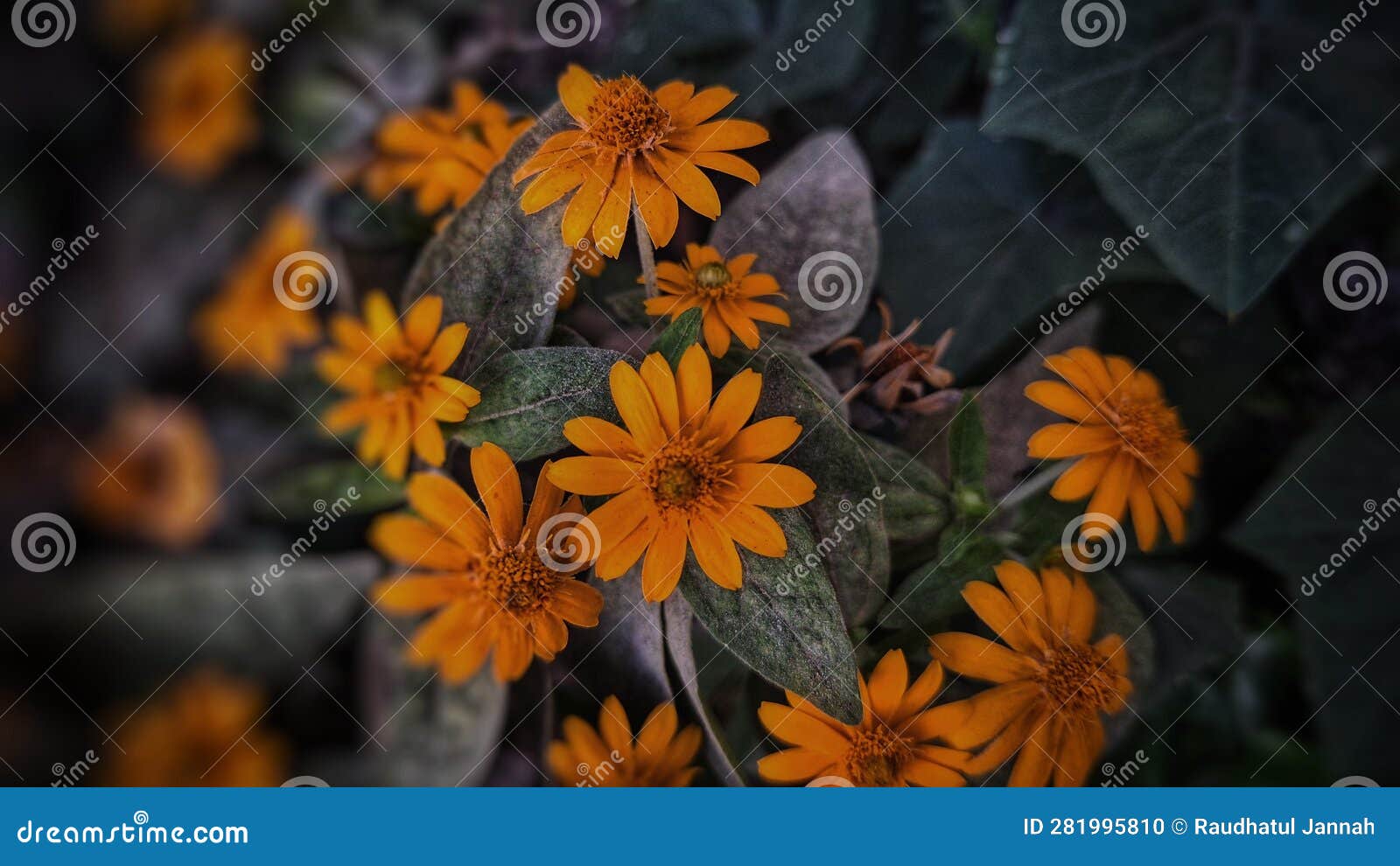 Kolget or Butter Daisy Flowers Stock Photo - Image of herb, meadow ...