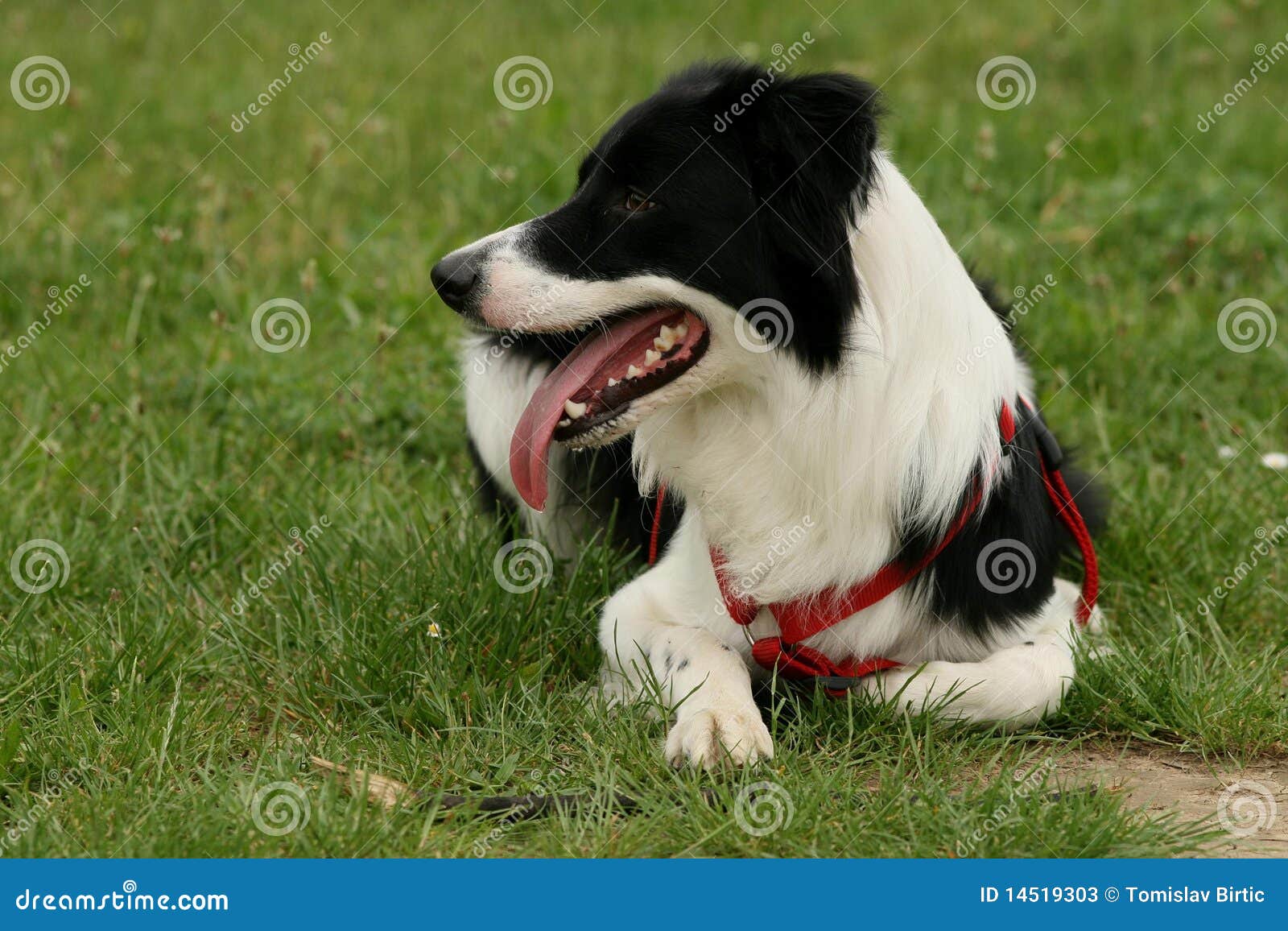 Koli Dog Lies stock image. Image of pets, puppy, protrude - 14519303