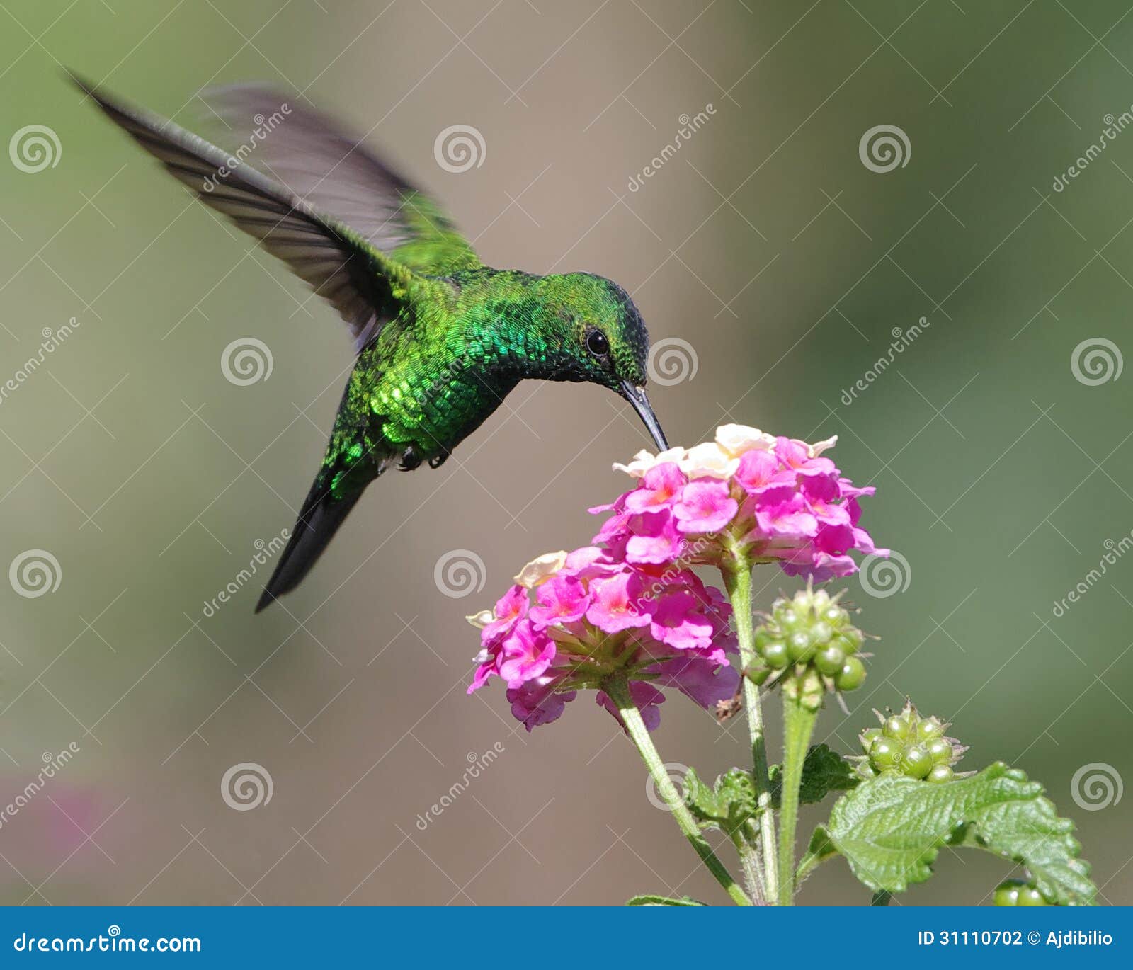 Kolibrie stock foto. Image of nave, vogel, bloemen, wild - 31110702